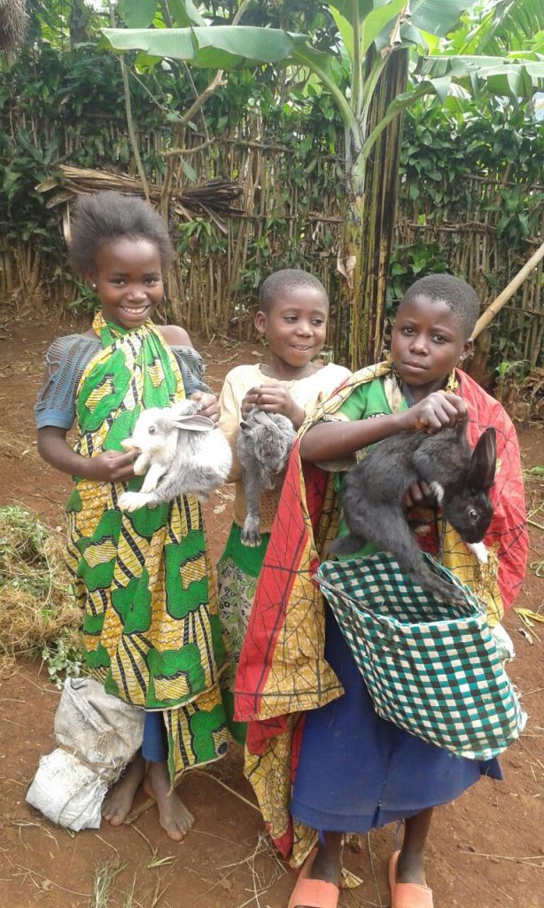 Pigs for Peace and Rabbits for Resilience: Congolese livestock/animal ...